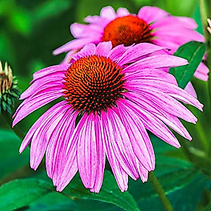 1300+ Black Eyed Susan Flower Coneflower Seeds for Planting - Includes Gloriosa Daisy Rudbeckia Hirta, Carpet Creeeping Daisy and Purple Coneflower Seeds