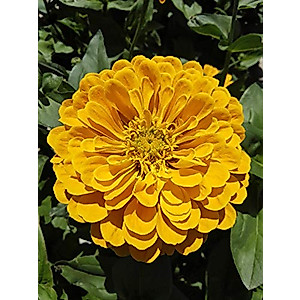 150+ Mixed Double Zinnia Seeds Flower Garden Big Bright Beautiful Variety Butterfly