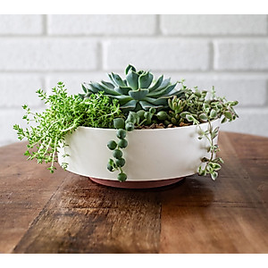 The HC Companies 6 Inch Round Capri Succulent Pot - Decorative Indoor Plastic Planter with Drainage, Vanilla Bisque