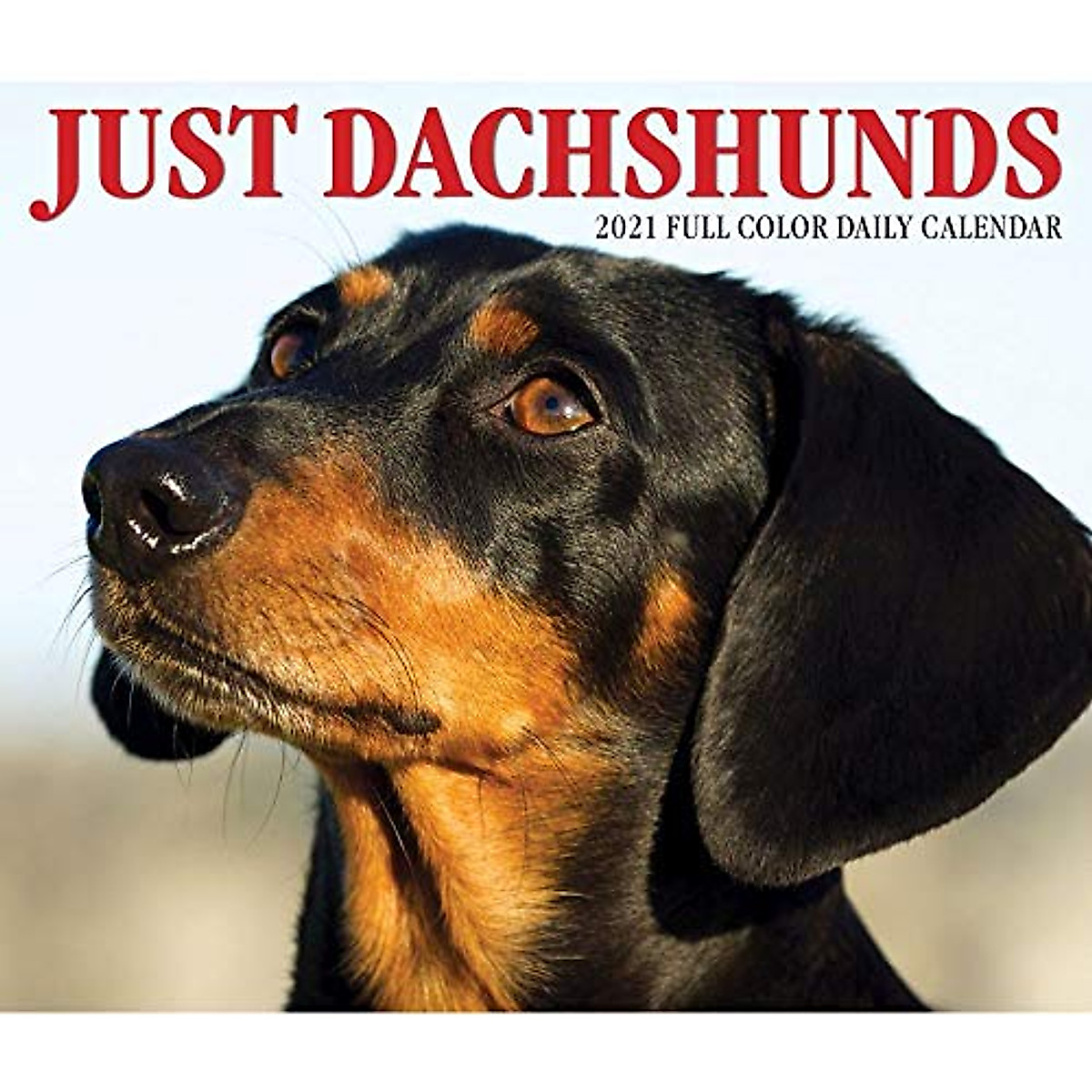 Just Dachshunds 2021 Box Calendar (Dog Breed Calendar)