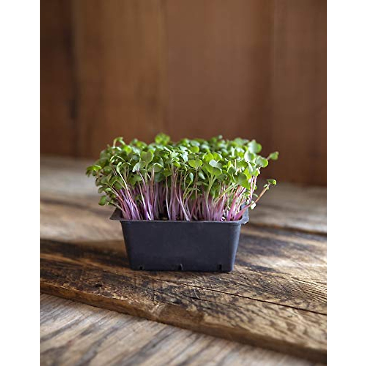 Rainbow Radish Sprouting Seeds Mix | Heirloom Non-GMO Seeds for Sprouting & Microgreens | Contains Red Arrow, Purple Triton & White Daikon Radish Seeds 1 lb Resealable Bag | Rainbow Heirloom Seed Co.