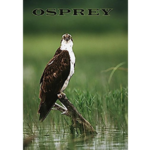 Osprey