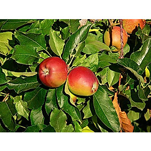 Fuji Apple Tree Live Plant Apple Fruit Tree 4 to 5 Feet Tall Planting Outdoors Apple Plant