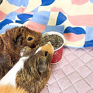 GuineaDad Organic Guinea Pig Herbal Treats - Guinea Pig Food with Convenient Packaging - Raspberry Leaf Flavor - 1.2-oz - Guinea Pig Treats Help with Bonding - High in Nutrition and Fiber- Small