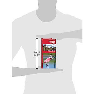Florida Birds: A Folding Pocket Guide to Familiar Species (Nature Observation North America)