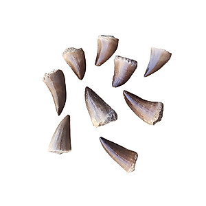 Real Mosasaur Tooth Fossil Dinosaur Tooth Fossil Dinosaur Fang