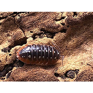 Bugzy Bugs Clown Isopods 10 Count Armadiliidium Klugii Montenegro Roly Poly Insects Cleanup Crew for Terrarium Reptile Pet Food (10 Count)