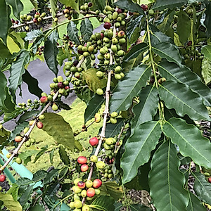 River Moon Coffee, Kona Coffee Whole Bean, Medium Roast, 2 lbs., Kona Waves Hawaiian Coffee Blend, Sustainably Farmed, 32 Ounces, 100% Arabica