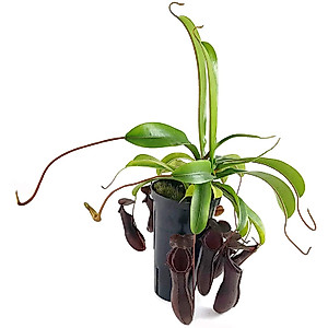 Tropical Pitcher Plant Bill Bailey Carnivorous Plant Live Plant
