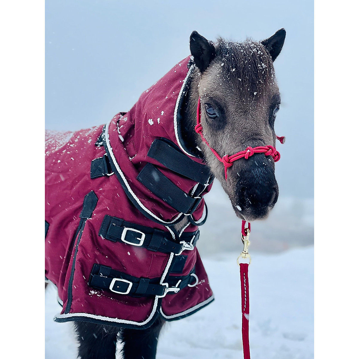 Star Point Horsemanship Mini-Pony Horse Ripstop Waterproof Windproof Blanket Hooded Lightweight Turnout Rain Sheet Breathable Lining 1200 Denier Material 220 Fill (46-48", Teal)