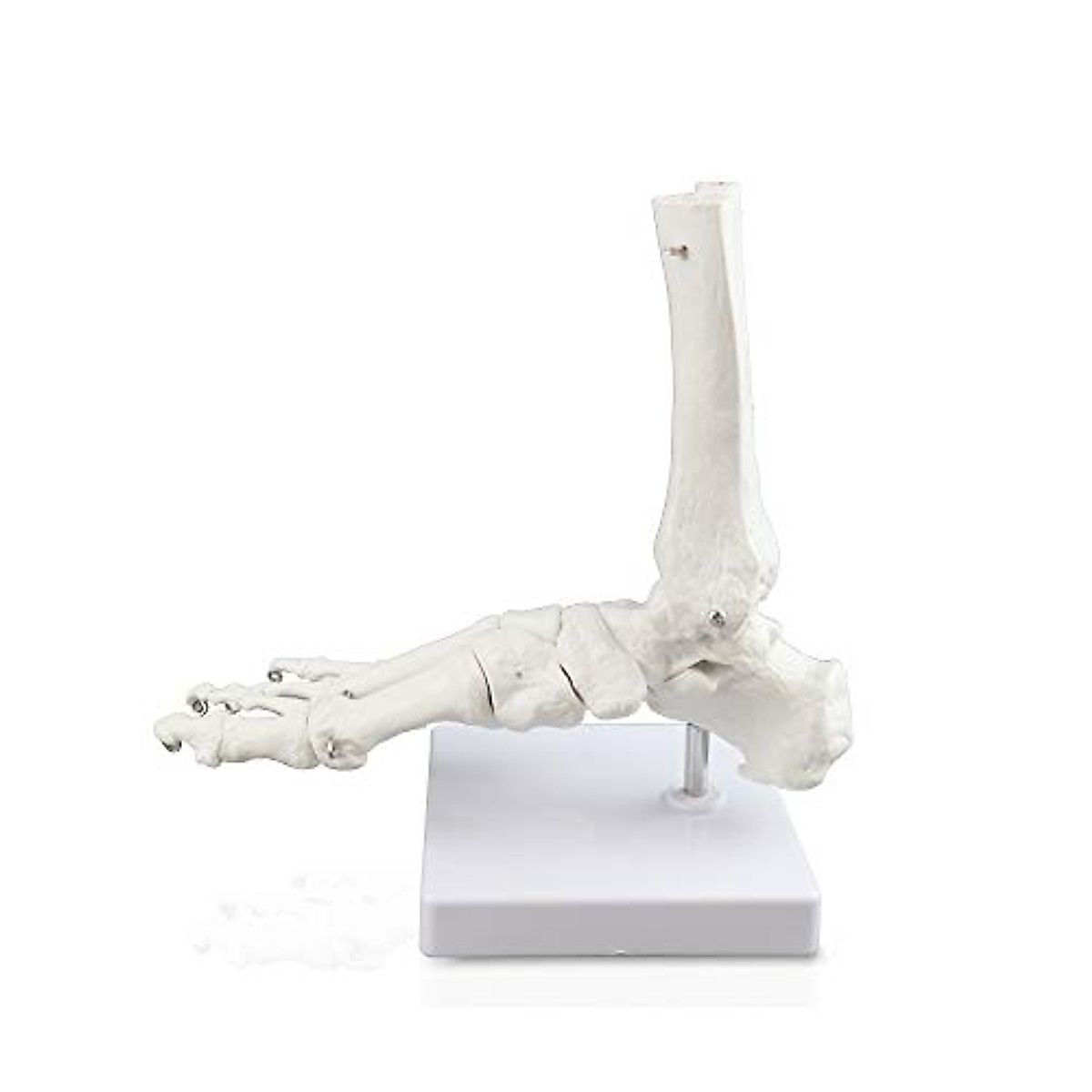 Vision Scientific VAJ211 Foot Skeleton Model (Right) | Shows Distal Portions of The Tibia and Fibula | Fully Articulated | Connected with Flexible Wire to Demonstrate Natural Movement