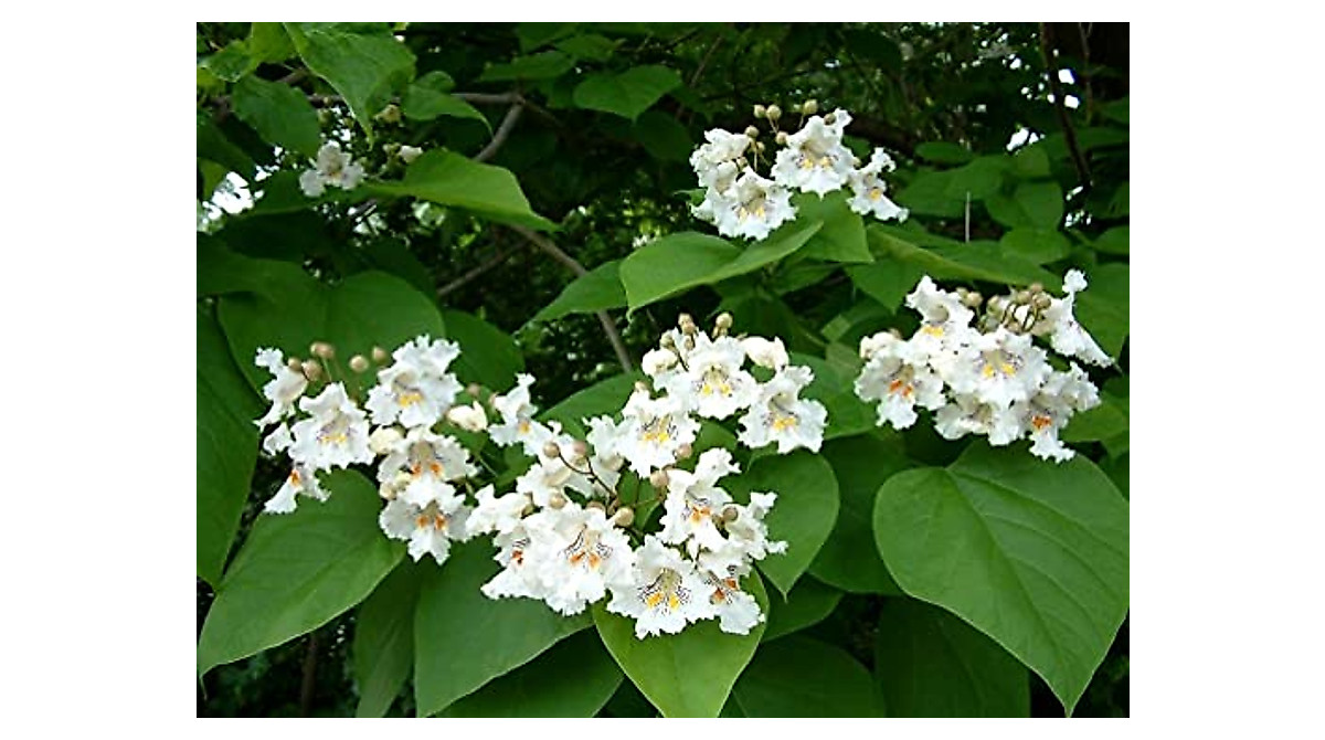 Indian Bean Tree Seeds - Fast-Growing Catalpa for Beautiful Gardens