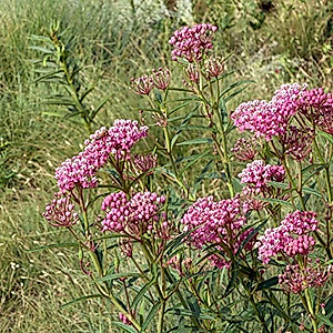 Swamp Milkweed Plant Live Pink Rose Milkweed Asclepias Incarnata Starter Plant Butterfly