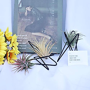 Pack of 4 Air Plant Holder Tillandsia Base, Modern Geometric Metal Air Plant Stand Airplant Display Rack, Tabletop Big Streptophylla Plant Display Table Hand for Home Office Decoration Supplies