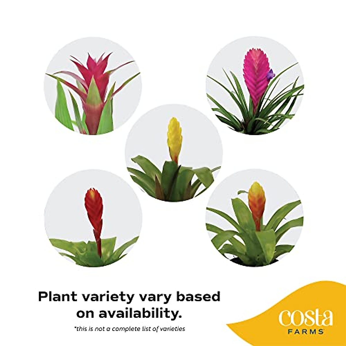 Costa Farms Bromeliad Live Plant, Live Indoor Flowering Plant, Houseplant Potted in Nursery Grower Pot Planter with Potting Soil Mix, Tabletop Room Decor, Grower's Choice, 12-Inches Tall