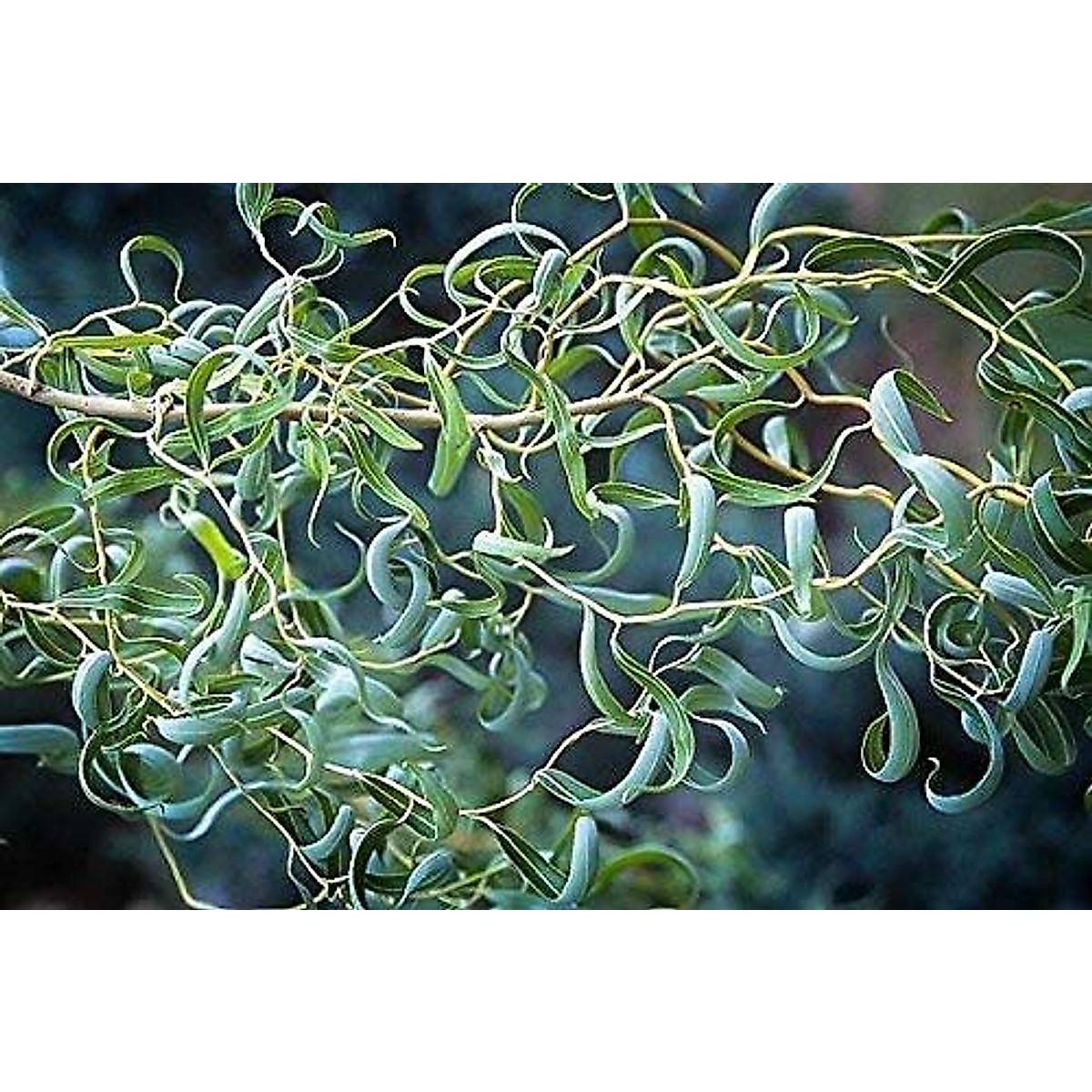 Rare Golden Curls Willow Tree Cutting - Live Tree Plant - Excellent Bonsai Specimen - One Golden Dragon Claw Tree Cutting - Curly Willow