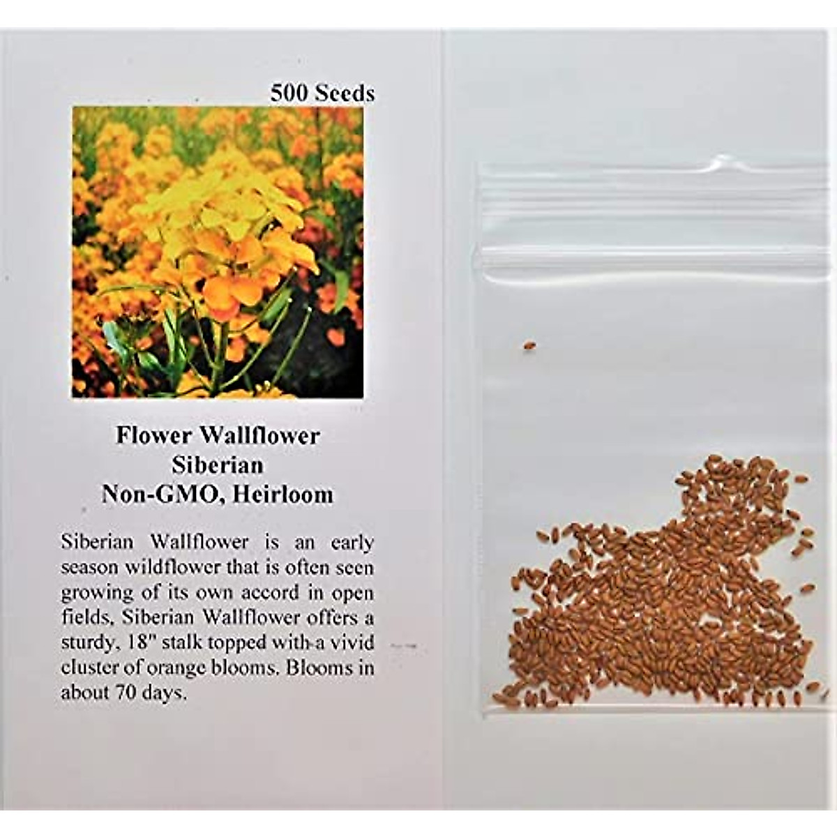 David's Garden Seeds Flower WallFlower Siberian FBA-2283 (Multi) 200 Non-GMO, Heirloom Seeds