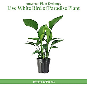 American Plant Exchange Live White Bird of Paradise Plant with Flowers, Plant Pot for Home and Garden Decor, 10" Pot