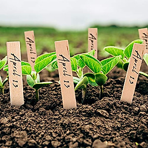 Whaline 100Pcs Wooden Plant Labels Pointed Wooden Garden Markers Waterproof Eco-Friendly Plant Sign Tags Decorative Garden Tags for Seed Potted Herbs Flowers Vegetables with 2 Marker Pen (15 x 2 cm)