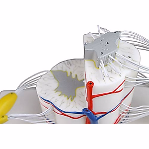 Vision Scientific VAV260 Medical Vertebral & Partial Spinal Cord|5X Life Size|Longitudinally&Cross Section Showing Grey&White Matter|Nerve Branches|Spinal Ganglion & Blood Vessels |Instruction Manual