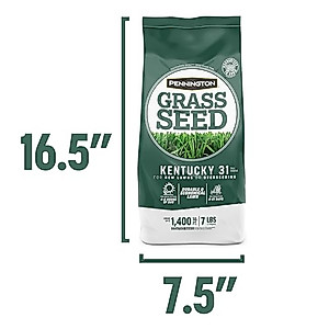 Pennington Kentucky 31 Tall Fescue Penkoted Grass Seed 7 lb