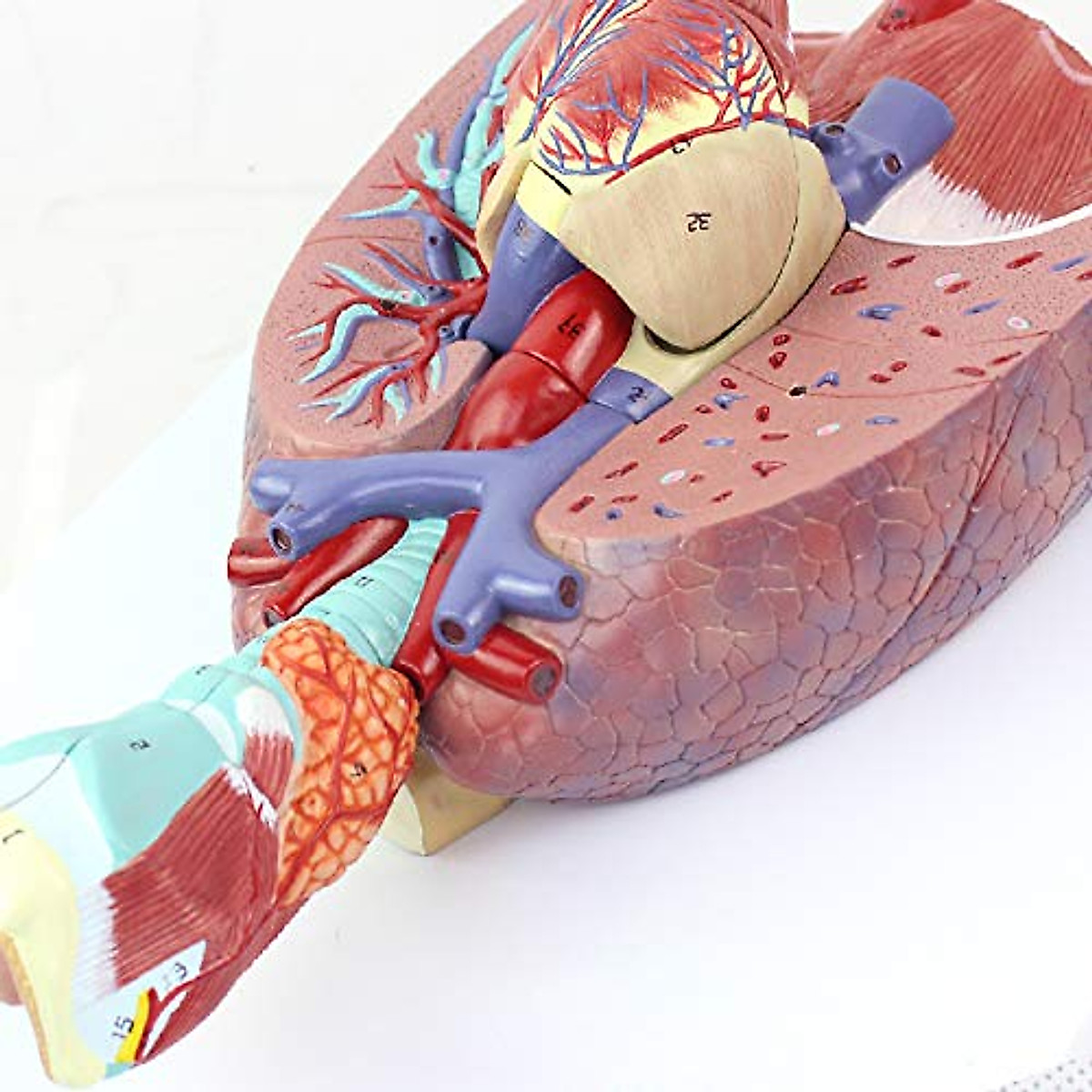 BONEW Human Medical Chest/Throat Anatomy Larynx Heart and Lung Anatomical Model with 51 Parts Indication Signs