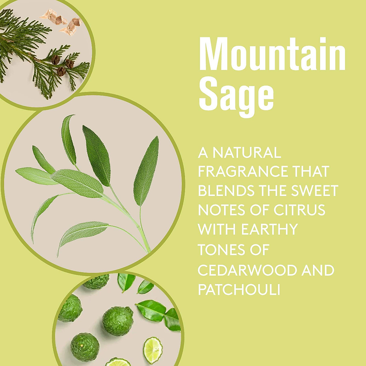 Barrel and Oak - Natural Fragrance Cologne, Cologne for Men, Eau de Cologne, Essential Oil-Based Scent, Cedar & Patchouli Blend, Subtle Earthy Fragrance, Paraben Free, Vegan (Mountain Sage, 2.7 oz)