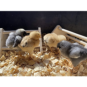 Mini Chick Roosting Perch (2 Pack) Chicken Toys for Coop and Brooder for Baby Chicks El Pollitos La Pollita Pollos Gallinas Polluelos
