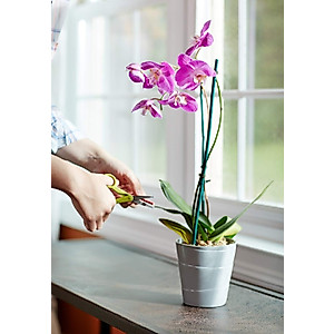 Miracle-Gro Orchid Plant Food Spikes, 2-Pack, 10 Spikes Per Pack
