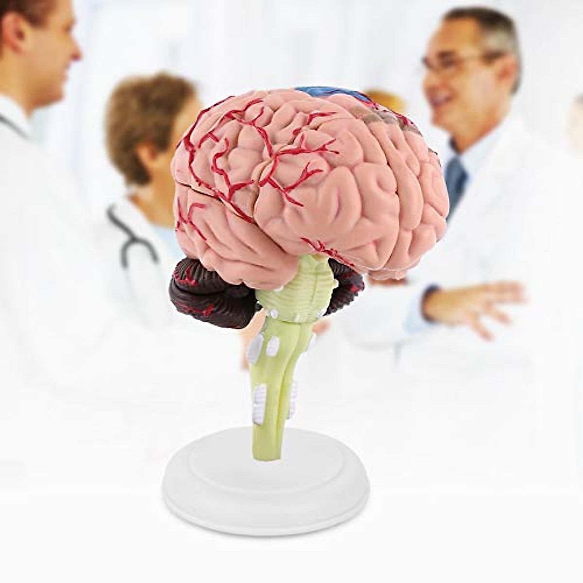 Brain Model Disassembled Human Anatomical Model Colorful 4D Structure Teaching Learning Tool for General Anatomical Study