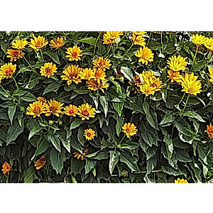 25 Live Jerusalem Artichoke Tubers | Sunchokes by Greenhouse PCA | Fresh Sunchoke Bulbs for Eating or Planting