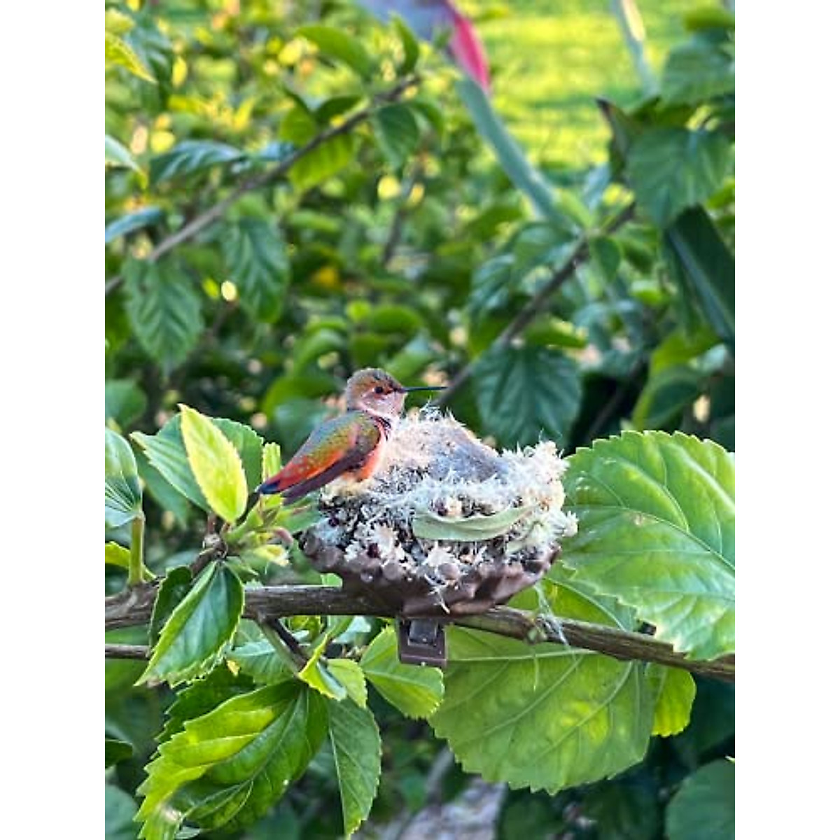 Quackups 2.6" Hummingbird Nesting Pods™, 2-Pk with Clips to Easily Attached on Branch for Outdoor Patio Garden Bird House