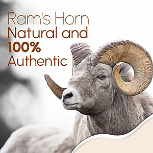 Traditional Shofar from Israel, Jewish Natural Musical Instrument, Clear Sounding Authentic Horn Shofar, Beautiful Sounding Shofar, Natural Half Polished Ram Horn Shofar (10"-12")