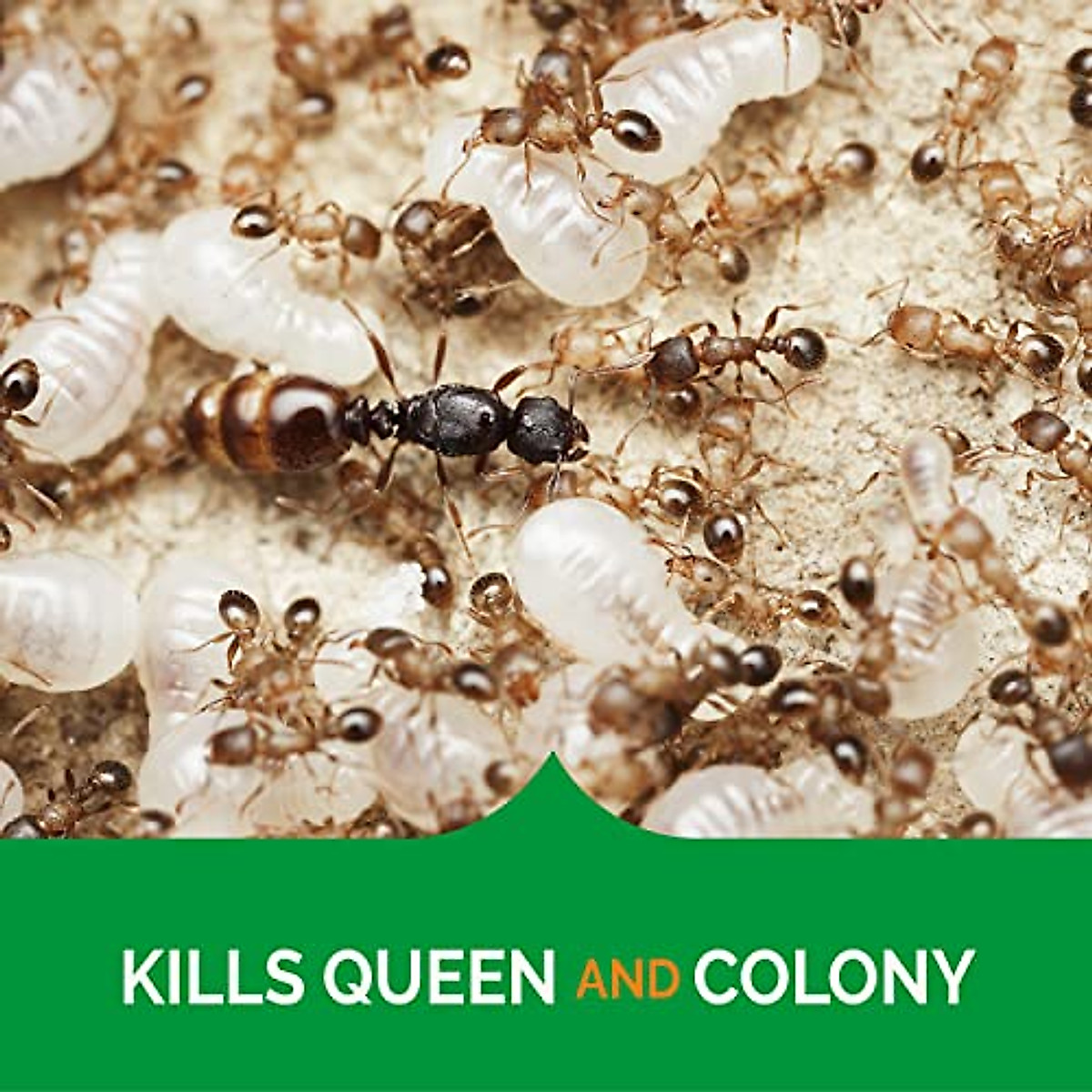 Hot Shot Ultra Clear Roach & Ant Gel Bait, 1-Count, 6-Pack, Plain