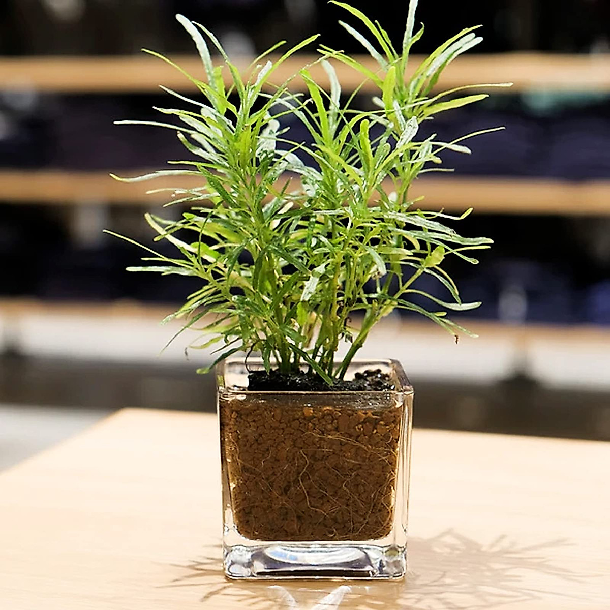 6 Pack Clear Square Glass Vases, Planter Terrarium Flowers Vase Candle Holder for Home,Garden, Wedding Centerpiece Decorations and Formal Dinners (Width 4", Height 4")