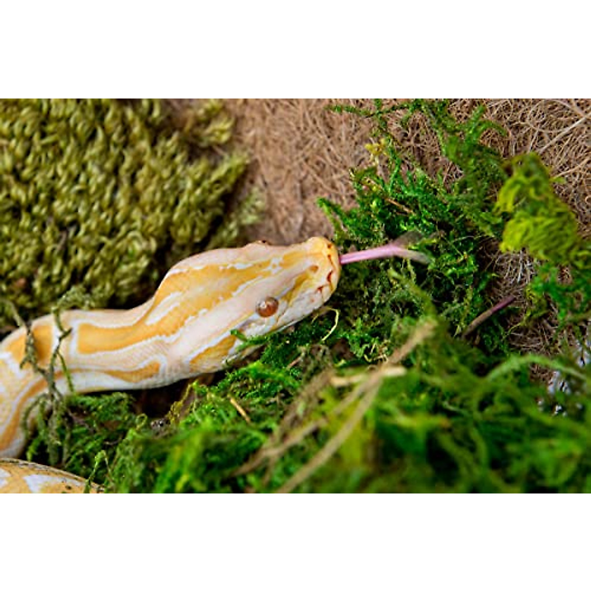 Galápagos (05213) Terrarium Green Sphagnum Moss, Natural, 4 Quart