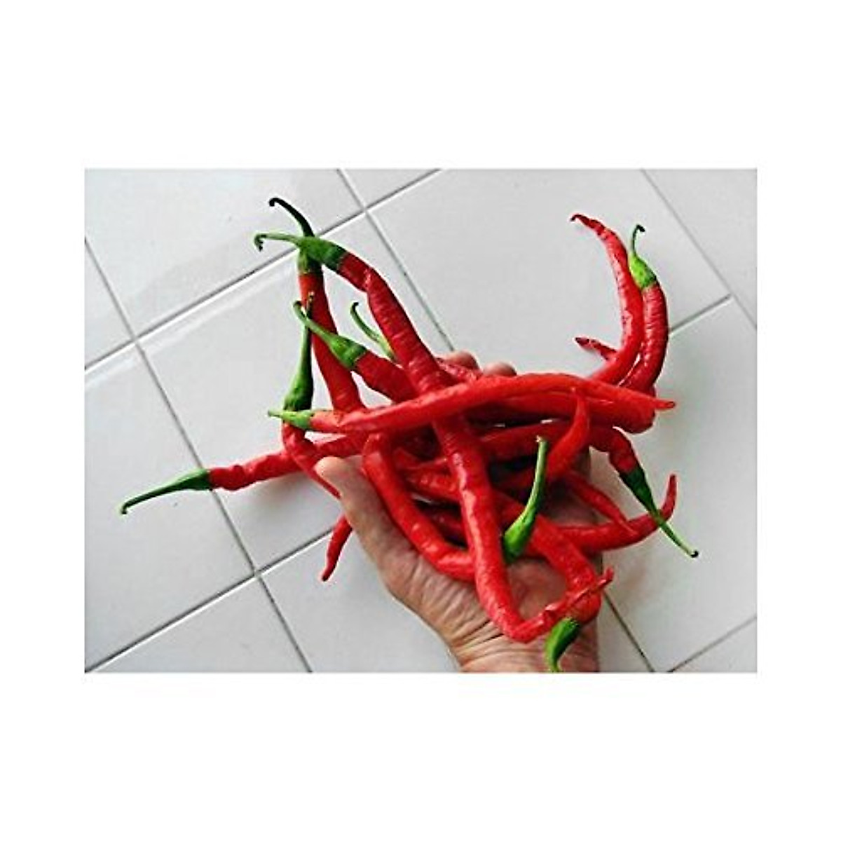 30+ Cow Horn Hot Pepper Seeds Heirloom Non-GMO Spicy, 10" Long, Productive! from USA