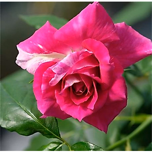 zcbang Rare Varieties Colorful Rose Seeds 100Pcs Mixed Color Rose Flower