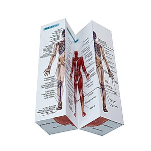 Medical Student Human Anatomy 3.93"Cube Anatomy Poster Set Heart,Brain,Lung,Stomach,Throat,Muscular,Skeletal,Digestive,Circulatory,Gifts For Medical Students, Nurse