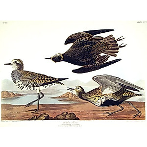 Golden Plover. From"The Birds of America" (Amsterdam Edition)