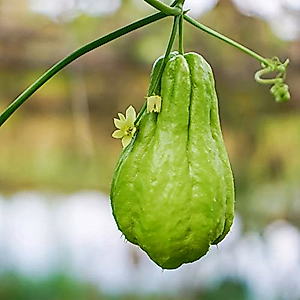 QAUZUY GARDEN- 20 Chayote Seeds Mirliton Choko Non-GMO Heirloom Perennial Vegetables Survival Gear Food Seeds Drought Tolerant Easy to Grow
