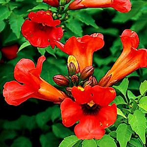 Dark Red Hummingbird Trumpet Vine Seeds Hardy Hummingbirds Love It jocad (20 Seeds)