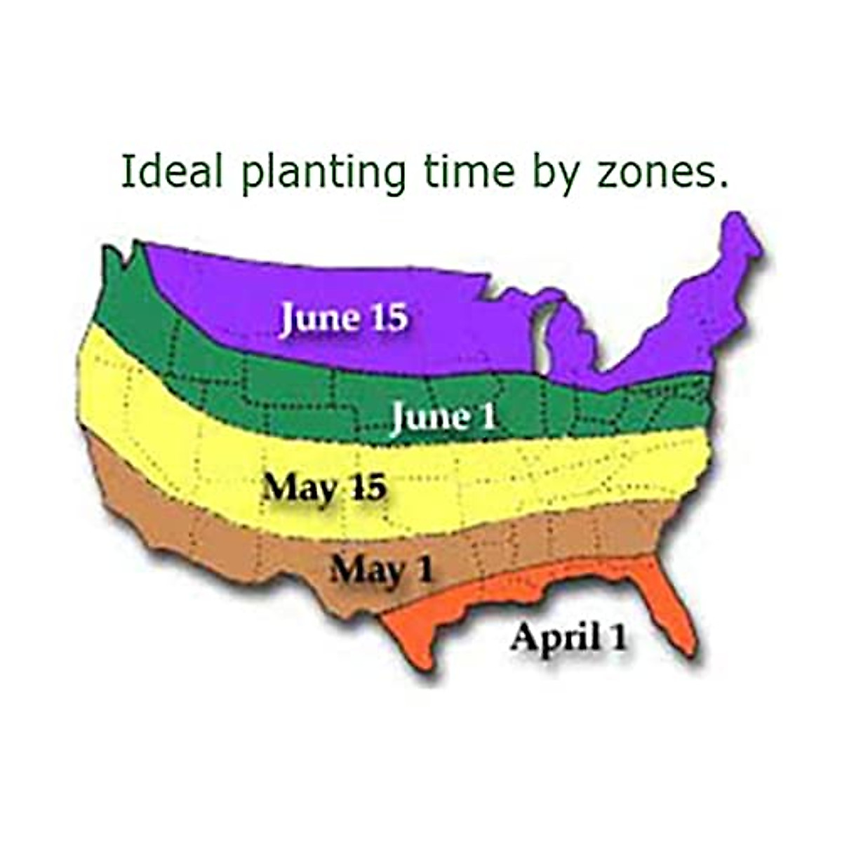 Fancy Leaf Caladium - June Bride - Large Size Root - Zones 9-11