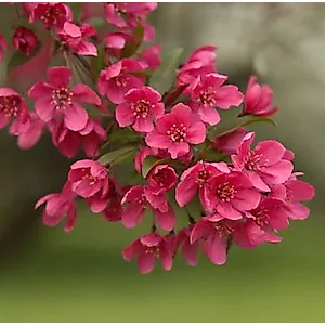 CHUXAY GARDEN Malus 'Prairifire',Crabapple Seed,Crab Apple 30 Seeds Privacy Screen Plant Deciduous Tree Beautiful Small Ornamental Tree Great for Garden