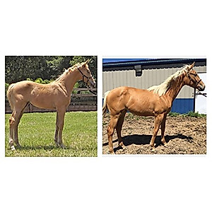Gold As Sun Horse Coat Enhancing Supplement for Palominos and Buckskins 7 Pound