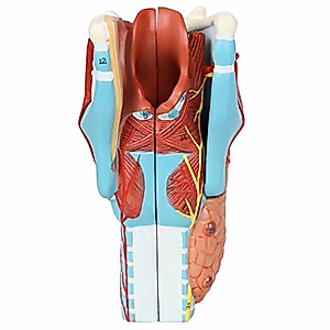 Axis Scientific Anatomy Model of Human Larynx | Model is 9 Inches Tall and 5 Times Life Size | Details Anatomy of Vocal Folds and Dissects Into 5 Parts | Comes with a Study Manual