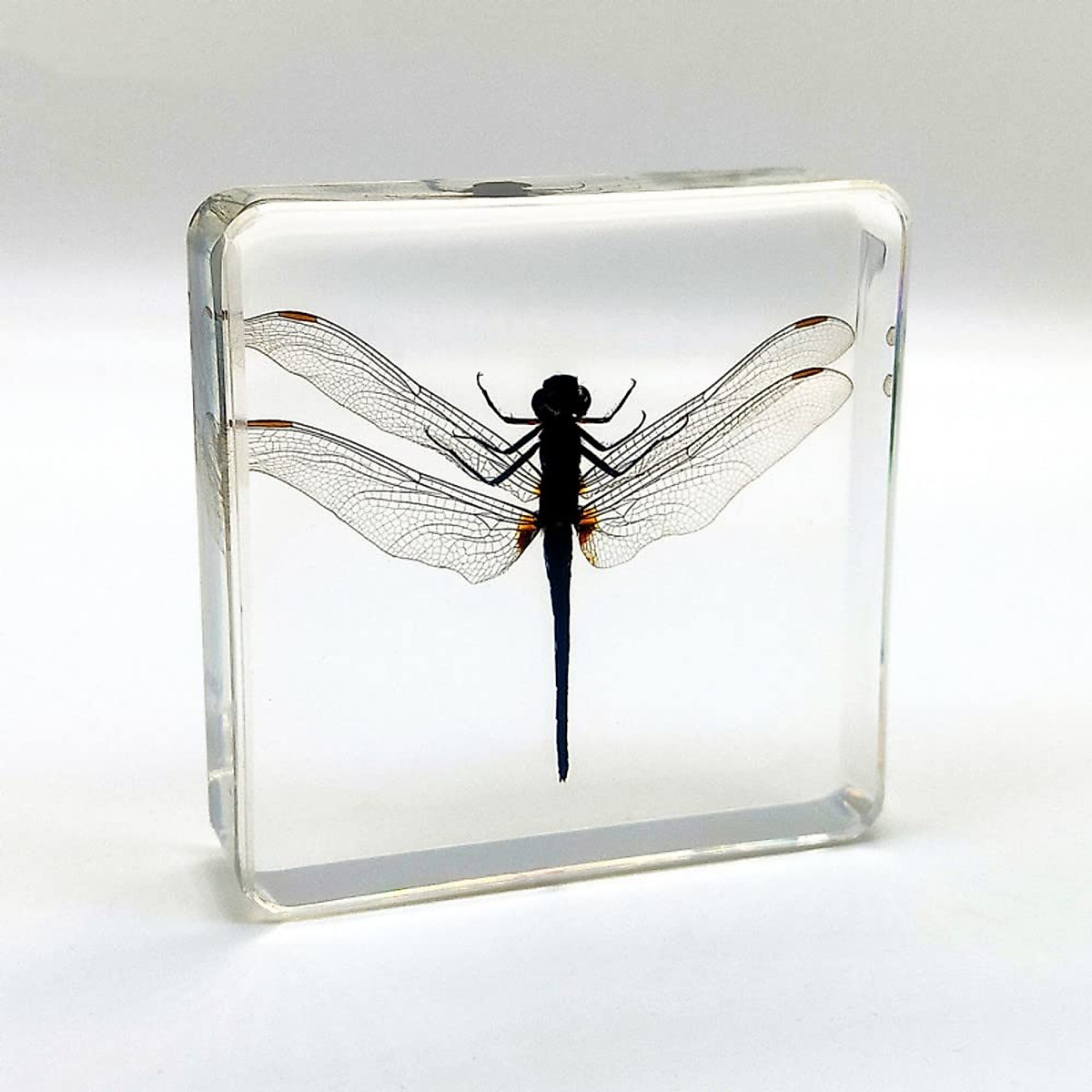 3"X3"Insect Specimen Paperweight, Insects in Resin, Small Animal specimens, Science Classroom Specimens for Bioscience Education (C)