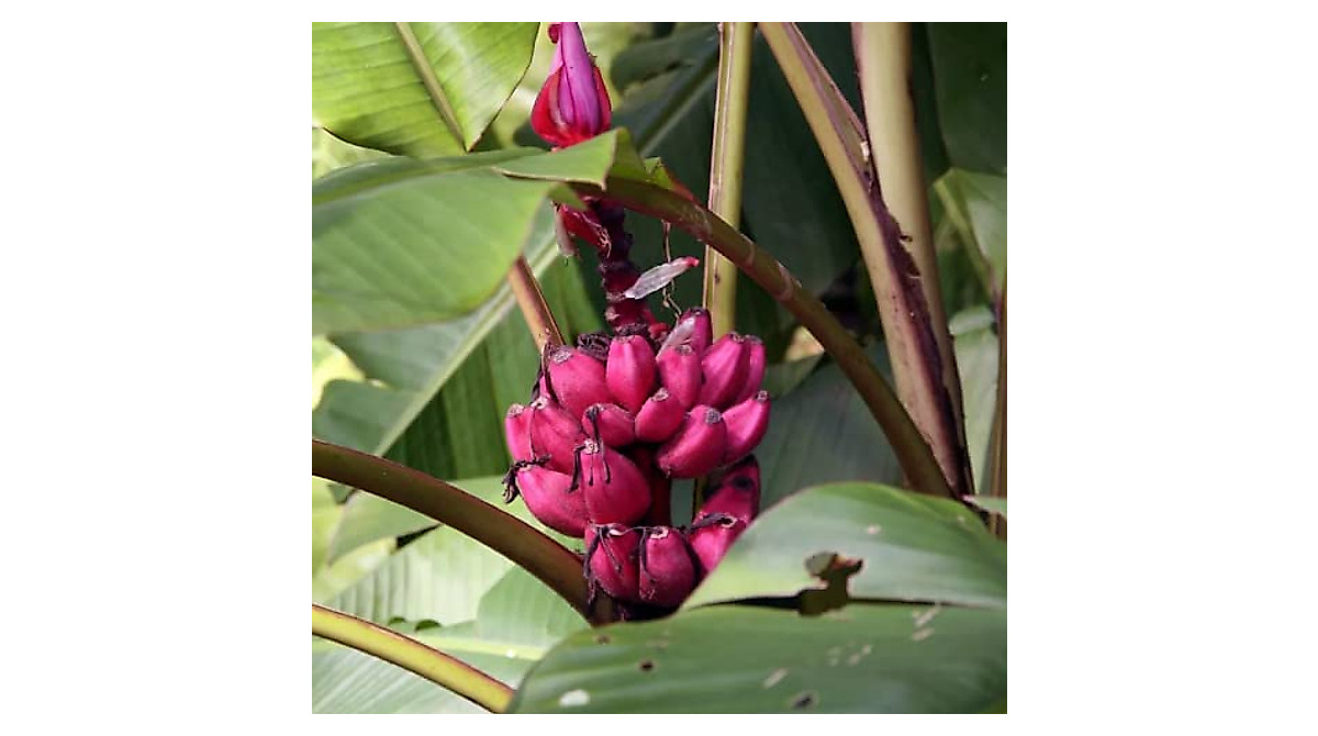 Buy Pink Banana Seeds - Musa Velutina for Unique Garden Display