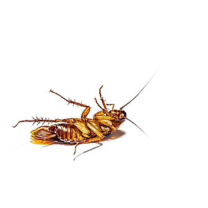 Enforcer Roach Ridd with Boric Acid 16 Oz (Case of 12) - Long Lasting Protection for Cockroaches, Ants and Silverfish