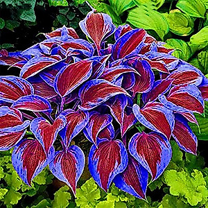 QAUZUY GARDEN - 200 Purple Hosta Seeds Perennial Attractive Fragrant Hosta Plantaginea Bonsai Seed for Garden Yard Decoration, Attract Pollinators